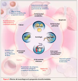 Autofagia: ¿una cura para muchas enfermedades actuales? - Diet Doctor