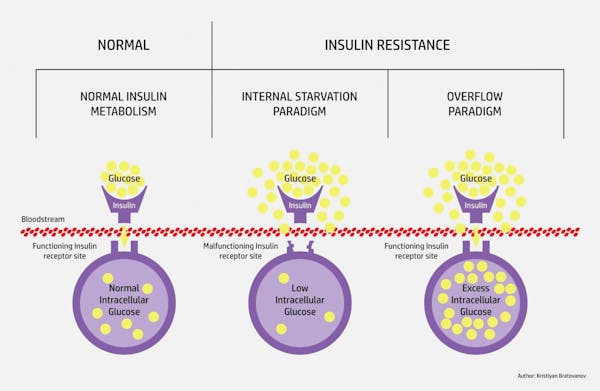 The Biochemistry of Insulin Resistance — Diet Doctor